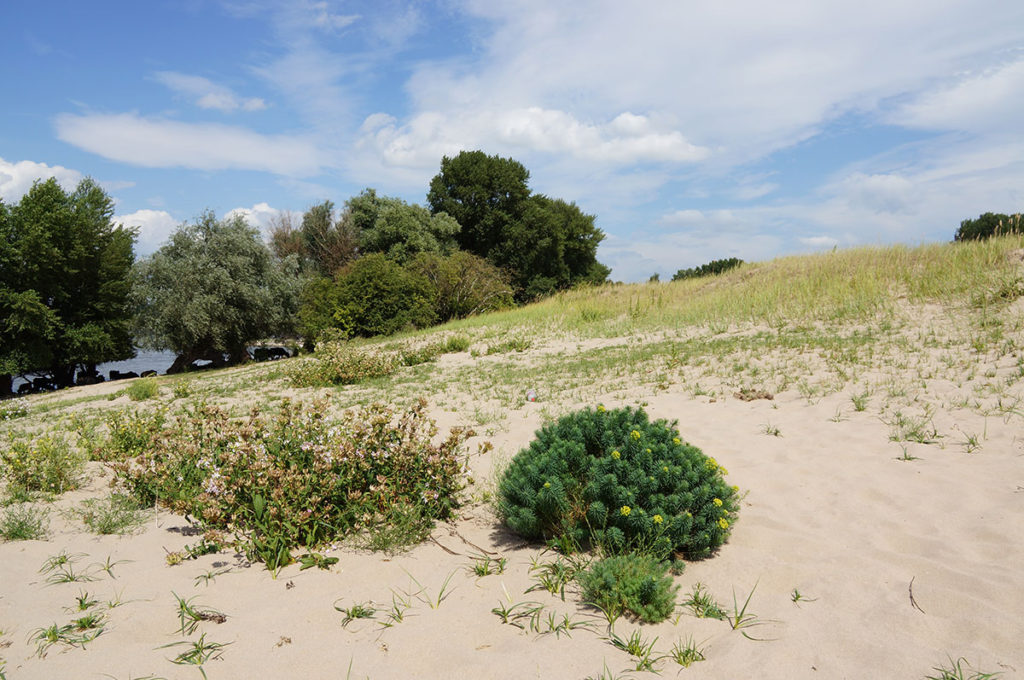Ruige natuur in de Millingerwaard - Struingids